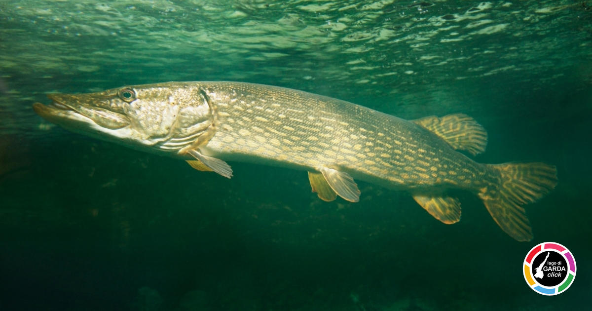 Fishes of Lake Garda: the varieties